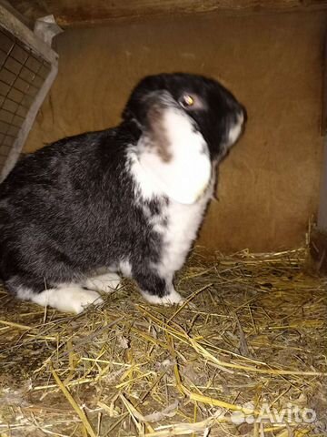 Французский баран