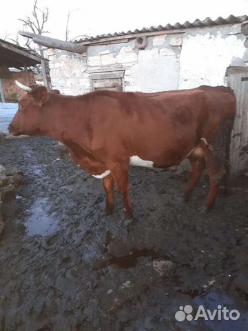 Корова высокоудойная