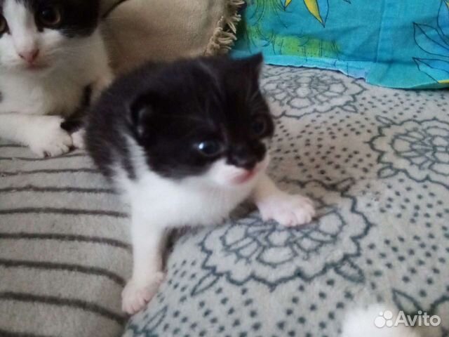 Симпатичный чёрно белый с синими глазками котик