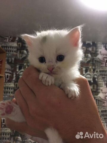 Котята метисы