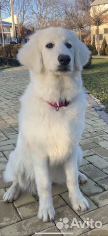 Словацкий Чувач