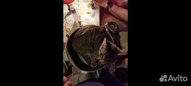 Потерялся кот, по кличке Феня