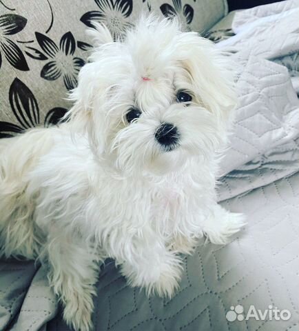 Щеники мальтезе