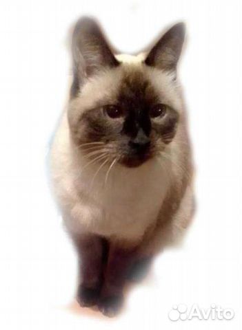 Тайская кошка