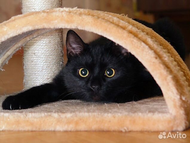 Кошка