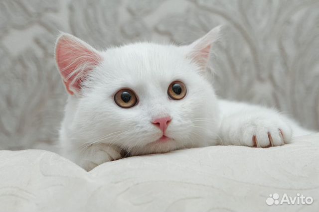 В добрые руки