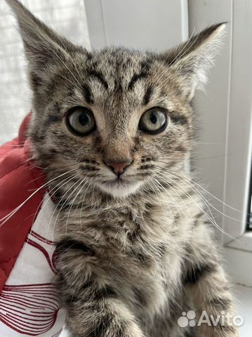 Котенок полосатый 2 мес мальчик