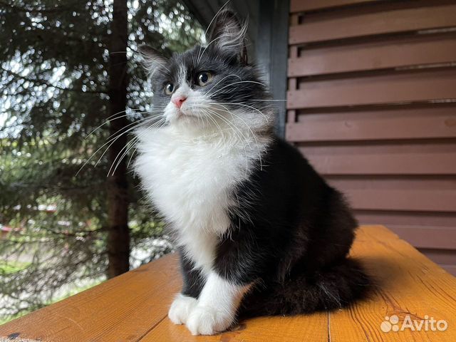 Норвежский лесной котенок 5 месяцев метис