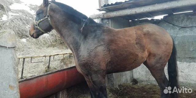 Продам жеребца