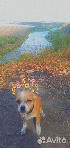 Вязка кобель чихуахуа