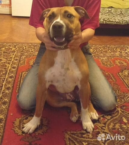 Ищет семью девочка стаффа