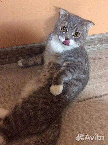 Шотландский вислоухий котик