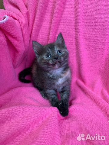 Котенок девочка 1.5 месяца в дар
