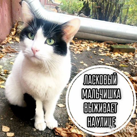 Выброшенный ласковый котик Сима