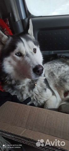 Сибирский хаски, Горский6 потерявшейся