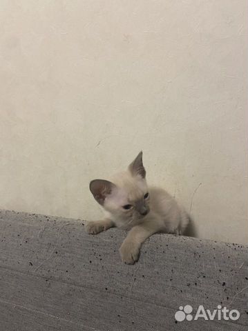 Тайские котята от чемпиона мира