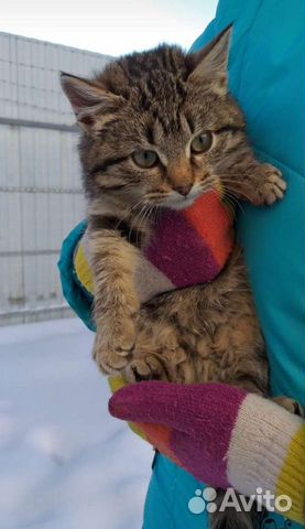Кот