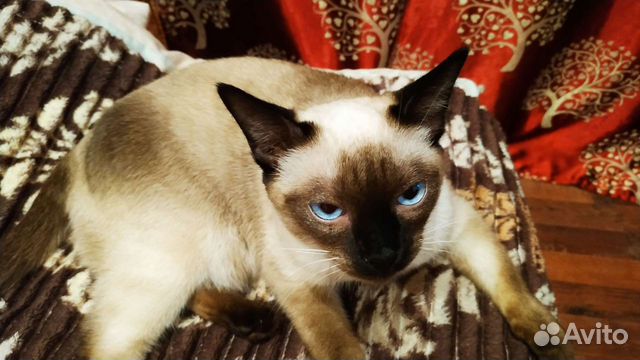 Сиамский кот