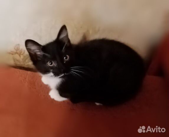 Котенок в добрые руки