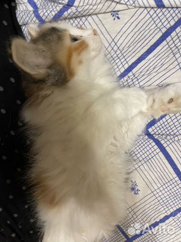 Котенок