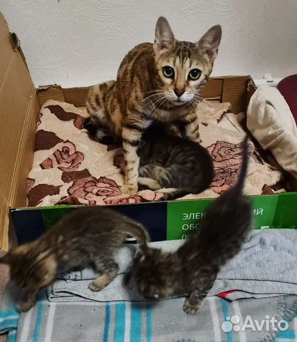 Бенгальские котята в добрые руки
