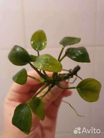 Анубиас обмен