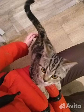 Новогодний тигренок