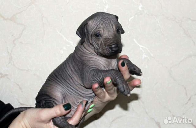 Щенки ксолоитцкуинтли