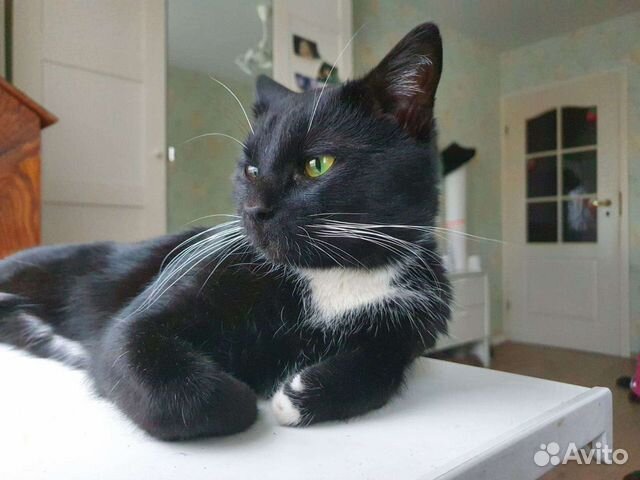 Кот