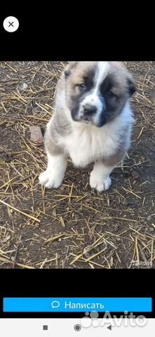 Щенок в добрые руки бесплатно взяла бы