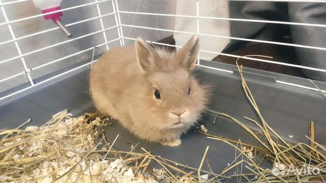 Карликовый кролик