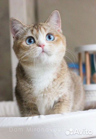 Необычная девочка для особенных людей