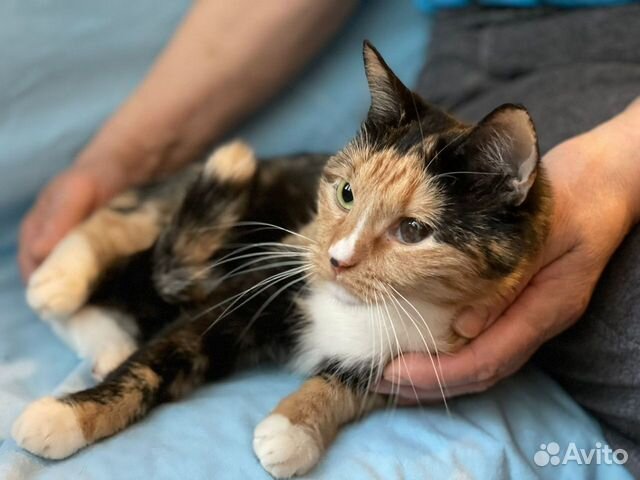 Несчастная ласковая Мишелька 1,5 года ищет свой до