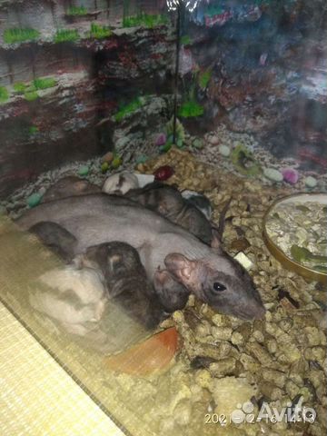 Крыса сфинкс