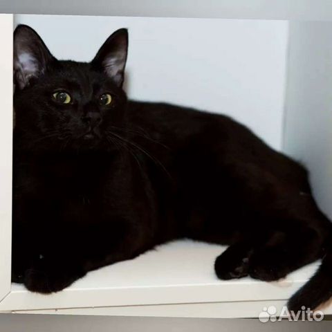 Котёнок чёрный в добрые руки