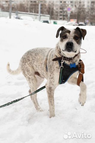 Трехлапый пес Степа