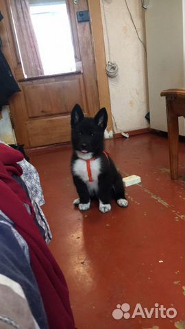 Продам щенка овчарки и маламута метис