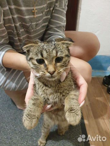 Кошка веслоухая