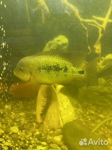 Рыба цыхлида