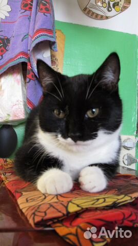 Молодой котик