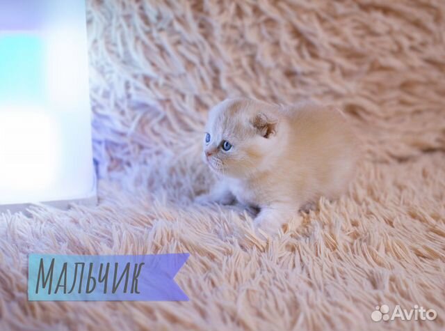 Шотландские котята вислоухие и страйт