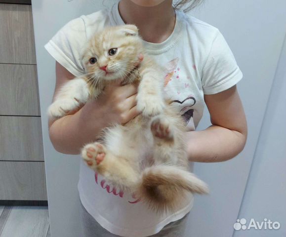 Шотландская кошечка