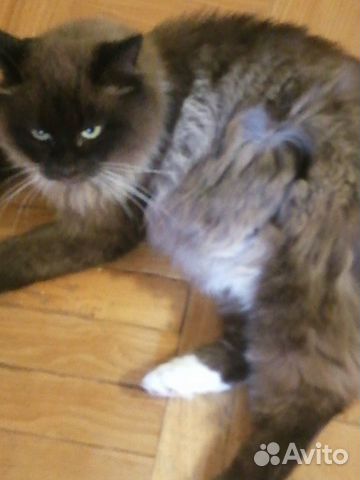 Кошка серая и кот коричневый, 5,5 мес.Ищем добрые