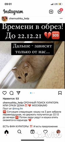 Кошке некуда идти