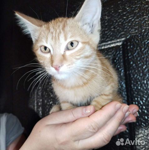 Котенок рыжий - будущий тигр