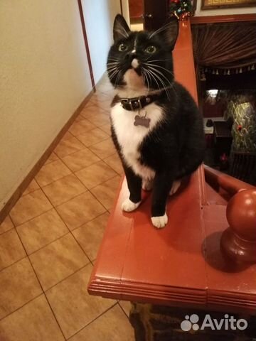 Кошка в добрые руки бесплатно