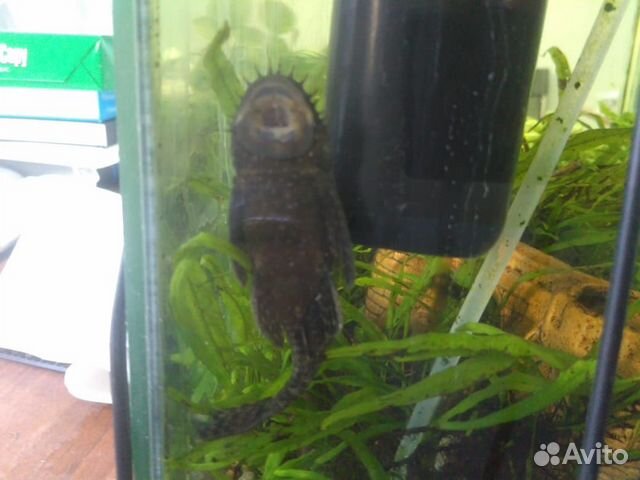 Отдам двух сомиков, светлый и тёмный