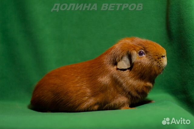 Морские свинки, отец импорт вб, отец на фото