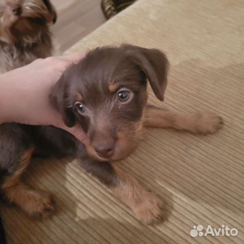 Собака в добрые руки щенок