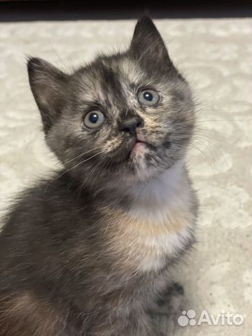 Котенок в дар